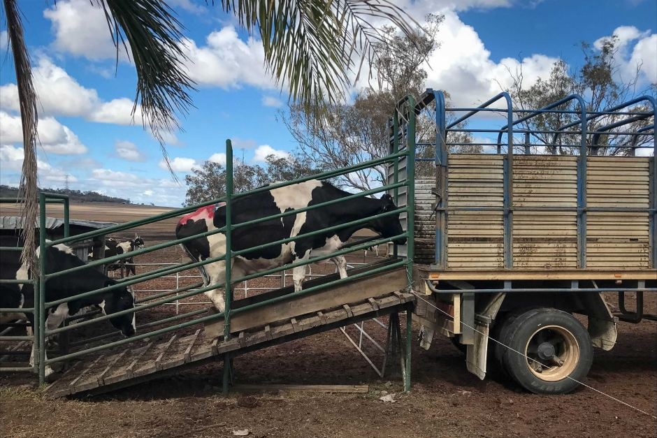Animal Transportation | Jamaica Dairy Development Board