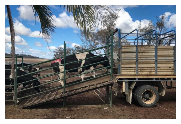 Animal Transportation | Jamaica Dairy Development Board