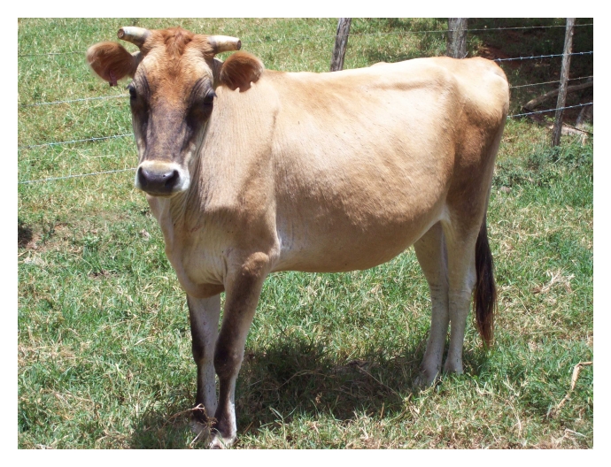 Dairy Cattle Breeds/Types in Jamaica | Jamaica Dairy Development Board